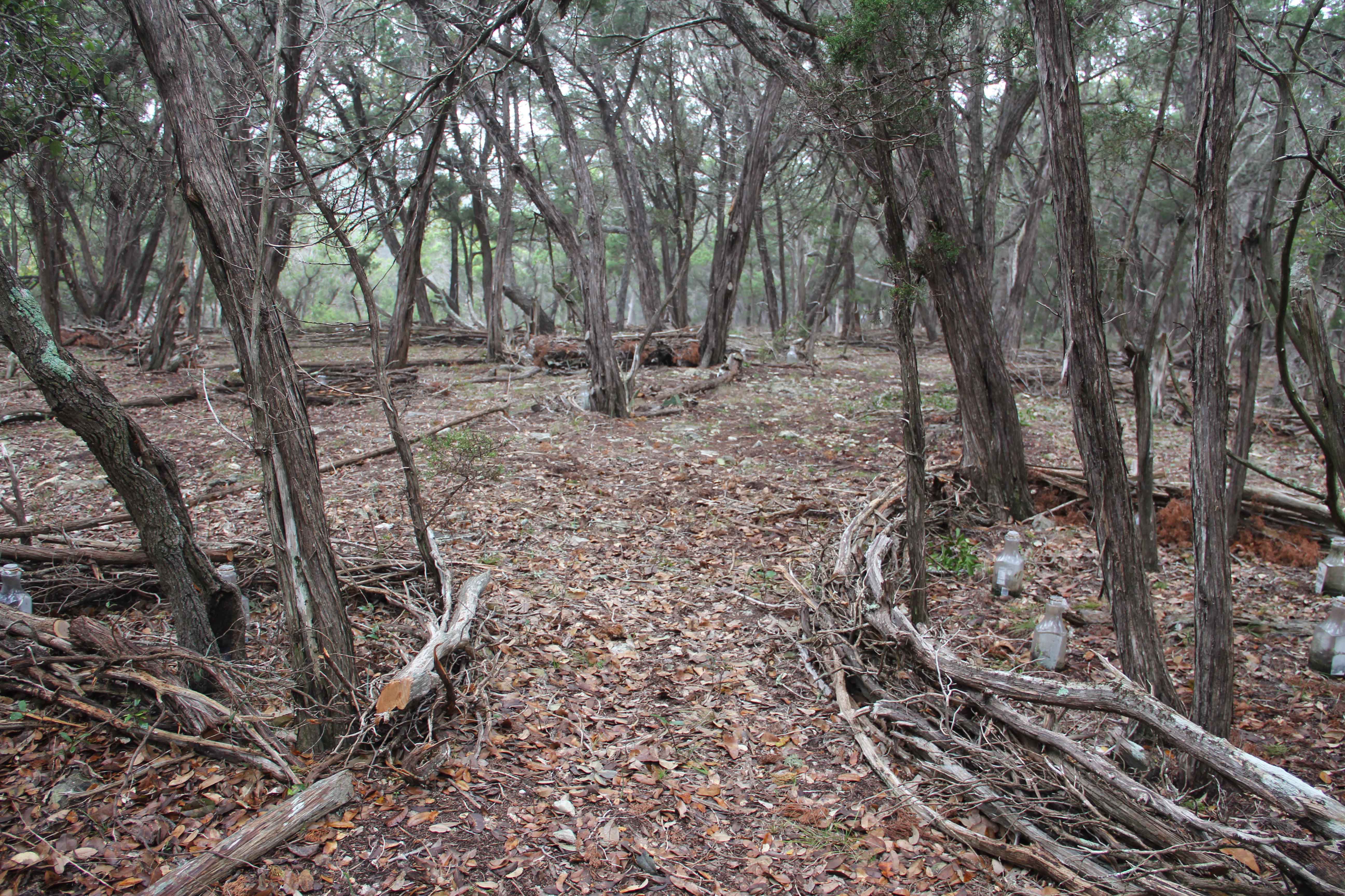 Hays County Austin Texas Hill Country Natural Research Project